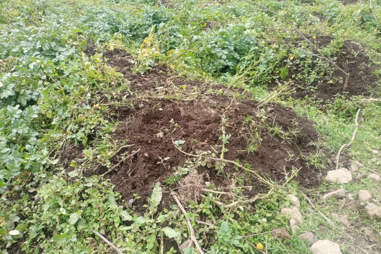 Musanze: Residents of Volcanoes National Park worry about buffaloes destroying their crops ...